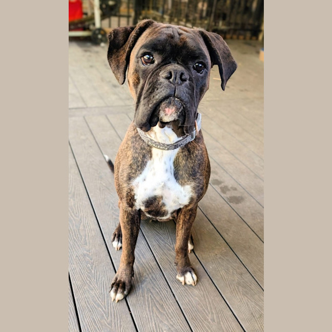 Baxter - Large Male Boxer Dog in VIC - PetRescue