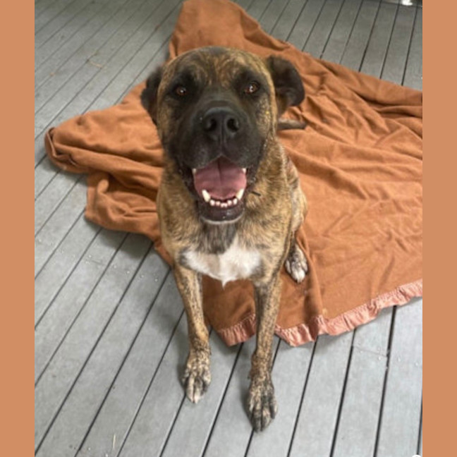 Neo - Large Male Labrador Retriever Mix Dog in NSW - PetRescue