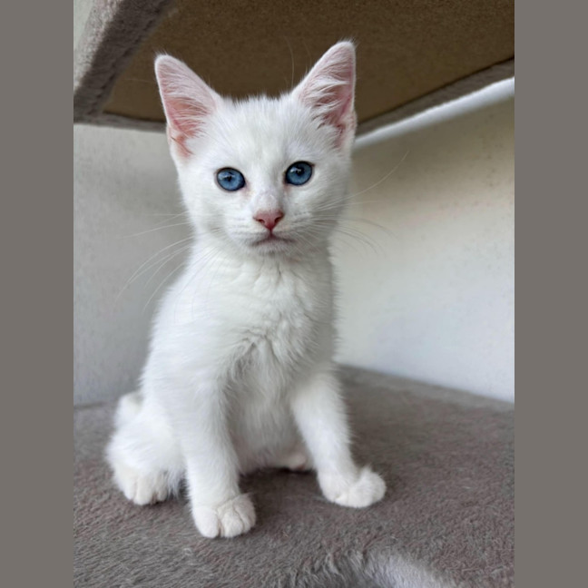 Ida - Female Domestic Medium Hair (DMH) Cat in QLD - PetRescue