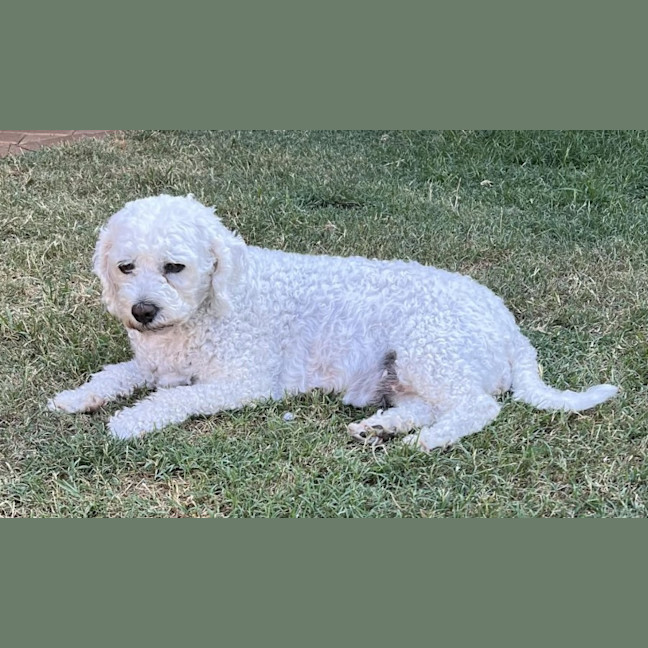 Mia - Small Female Bichon Frise Mix Dog in QLD - PetRescue