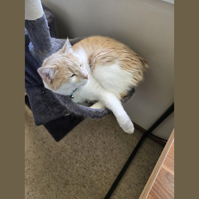 Latte - Male Manx Cat in QLD - PetRescue