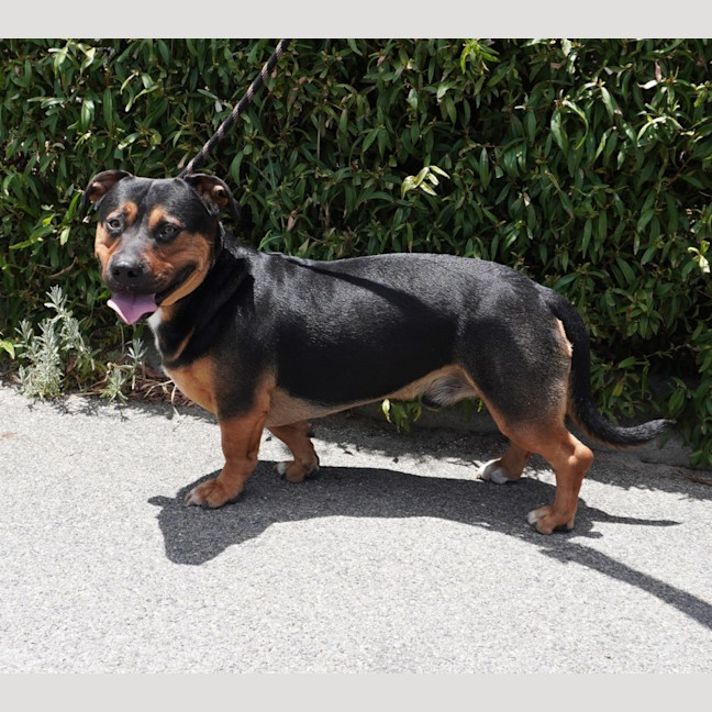 Tupac - Small Male Staffordshire Bull Terrier x Jack Russell Terrier ...