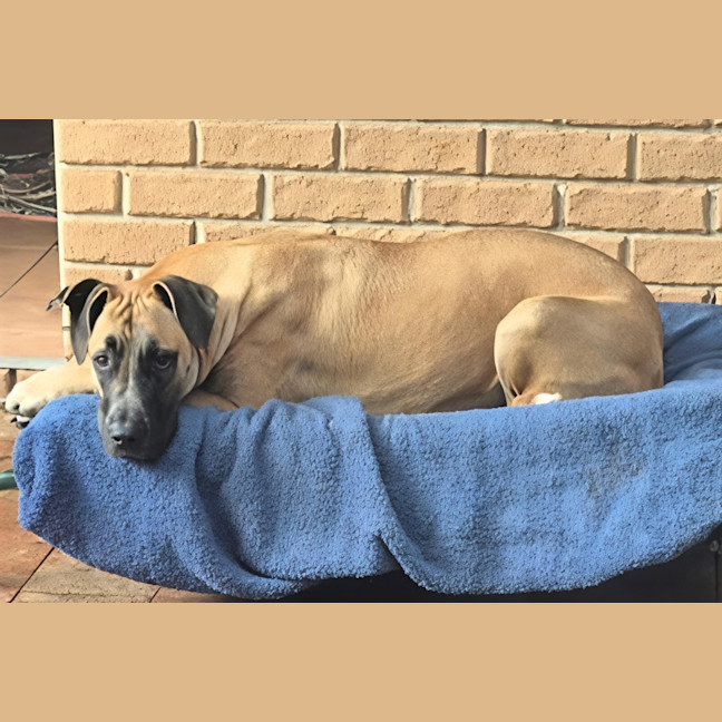 Whippy - 1 Year Old Ridgeback X Great Dane - Large Female Rhodesian ...