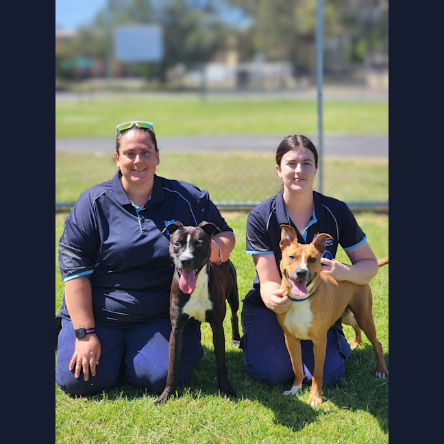 Cherry - Large Female Staffy Mix Dog in NSW - PetRescue