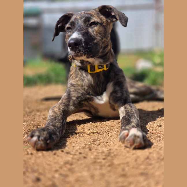 Flaria - Large Female Australian Kelpie x Staghound Mix Dog in VIC ...