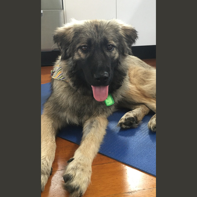 Dany (64436) - Large Female Anatolian Shepherd Dog Dog in VIC - PetRescue