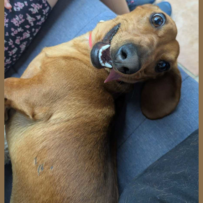 Frankie - Small Male Dachshund Dog in VIC - PetRescue