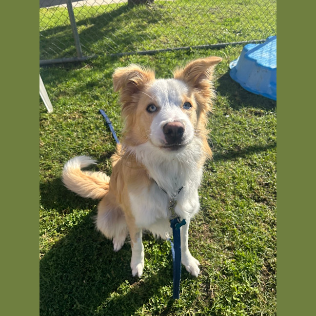 Oakley - Medium Male Border Collie Mix Dog in WA - PetRescue