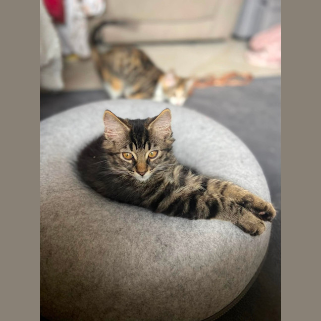 Charcoal - Male Domestic Medium Hair (DMH) Cat in NSW - PetRescue