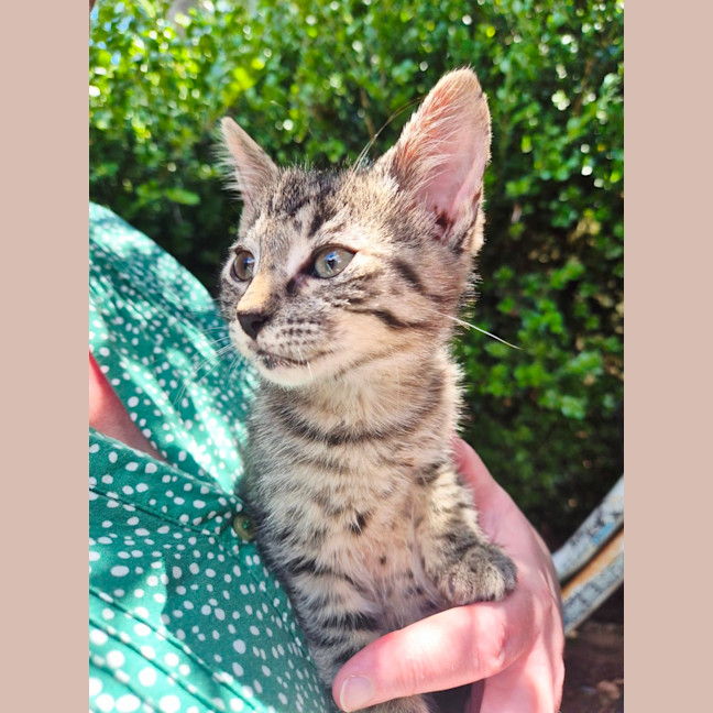 Simba - Male Domestic Short Hair (DSH) Cat in NSW - PetRescue