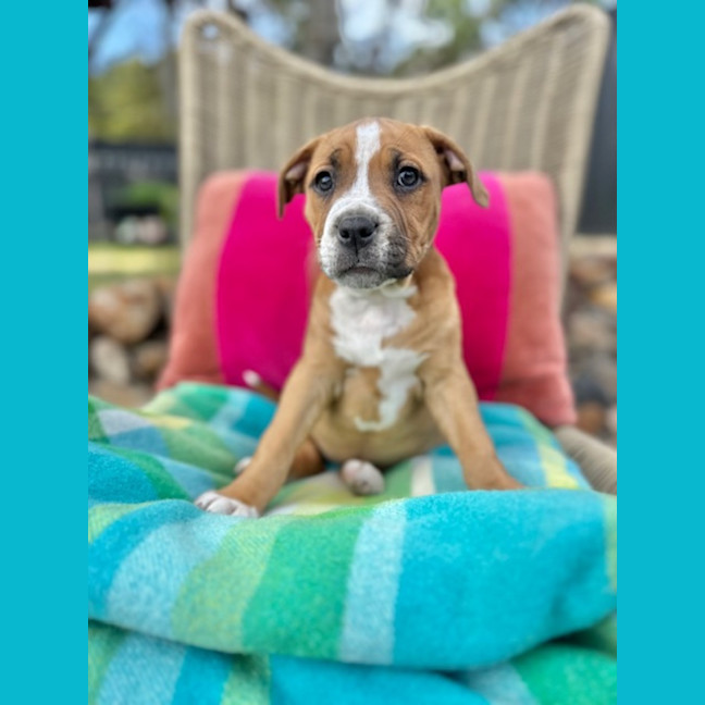 Casio - Medium Female American Bulldog x Mastiff Mix Dog in VIC - PetRescue