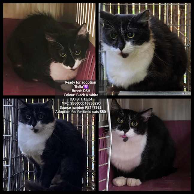 Bella - Female Domestic Short Hair (DSH) Cat in VIC - PetRescue
