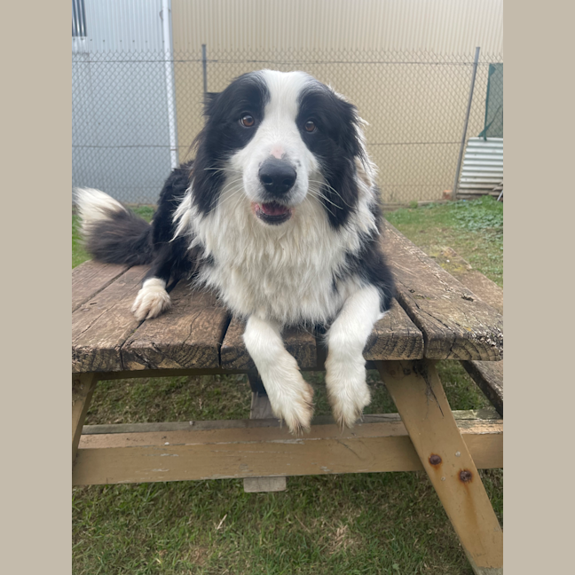 Oreo - Medium Male Border Collie Dog in VIC - PetRescue