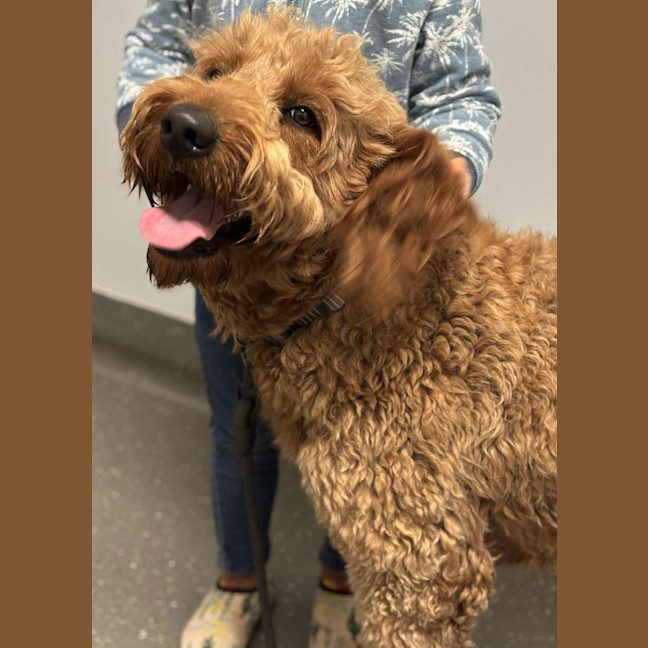 Lochie - 21 Month Old Groodle - Large Male Poodle x Golden Retriever ...