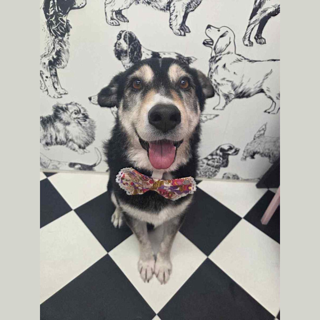 Nasiah - Medium Male Australian Kelpie x Alaskan Husky Mix Dog in VIC ...