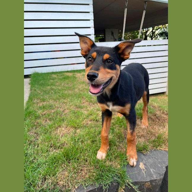 Coco - Medium Female Australian Kelpie Mix Dog in QLD - PetRescue