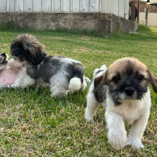 Emi May - Small Female Chinese Crested Dog x Chihuahua x Maltese x Shih ...