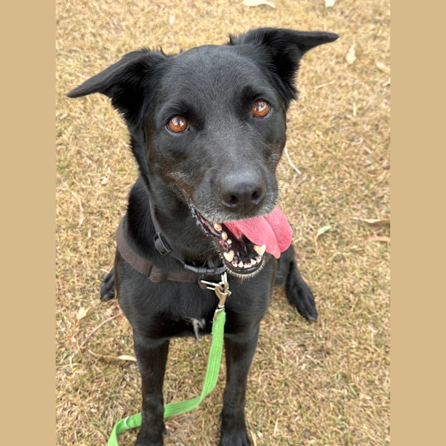 Marnie - Medium Female Kelpie x Australian Koolie Mix Dog in QLD ...