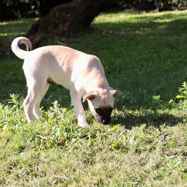 Rex - Medium Male Pug Mix Dog in QLD - PetRescue