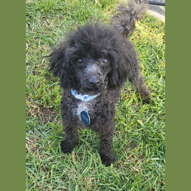 Cutie Patootie - Small Female Poodle (Toy) Mix Dog in VIC - PetRescue