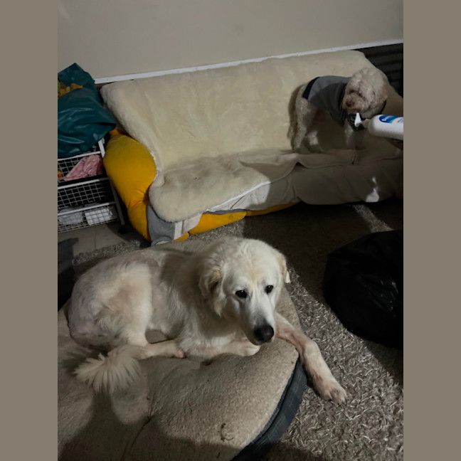 Mello - Large Male Maremma Sheepdog Dog in VIC - PetRescue