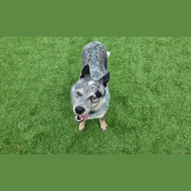 Rocky - Medium Male Heeler Mix Dog in VIC - PetRescue