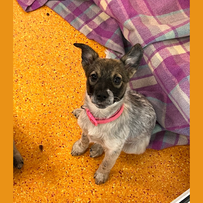 Chevy - Medium Female Australian Cattle Dog Mix Dog in QLD - PetRescue
