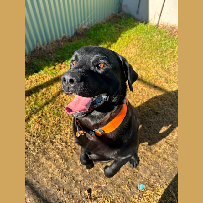 Archie - Large Male Labrador Retriever Dog in NSW - PetRescue
