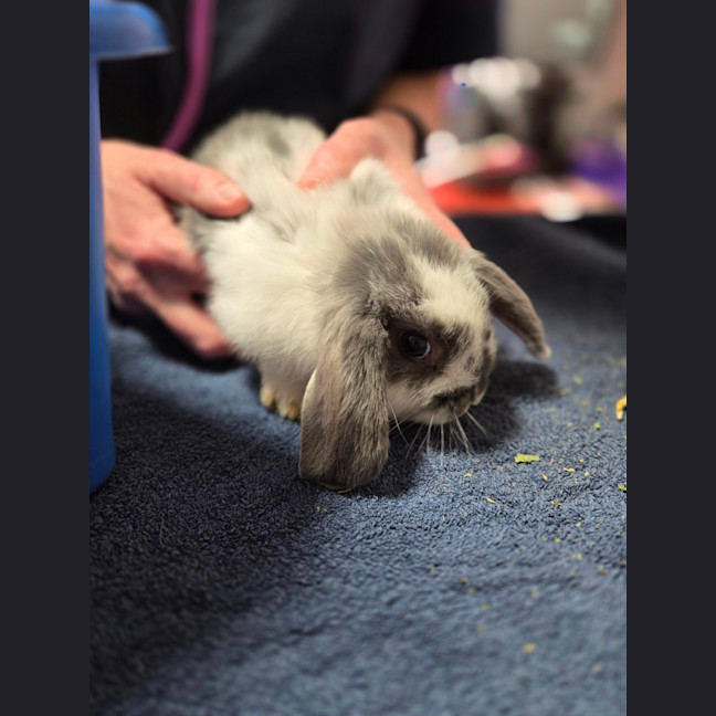 Kimmy - Female Mini Lop Mix Rabbit in VIC - PetRescue
