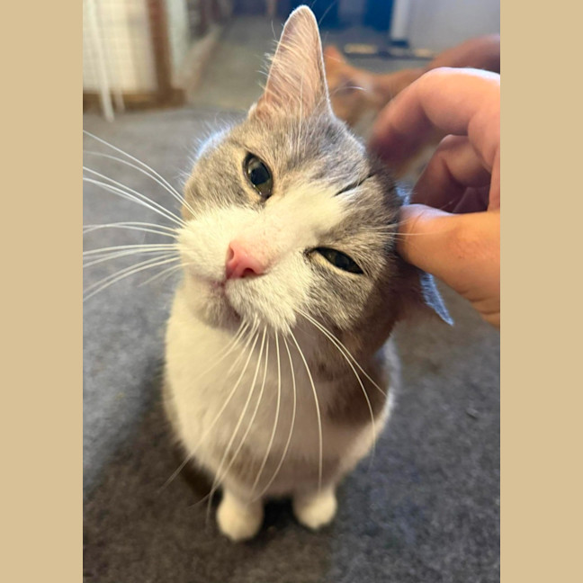 Crumpet - Male Domestic Short Hair (DSH) Cat in QLD - PetRescue