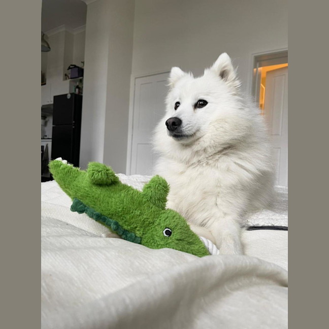 Bella - Small Male Japanese Spitz Dog in VIC - PetRescue