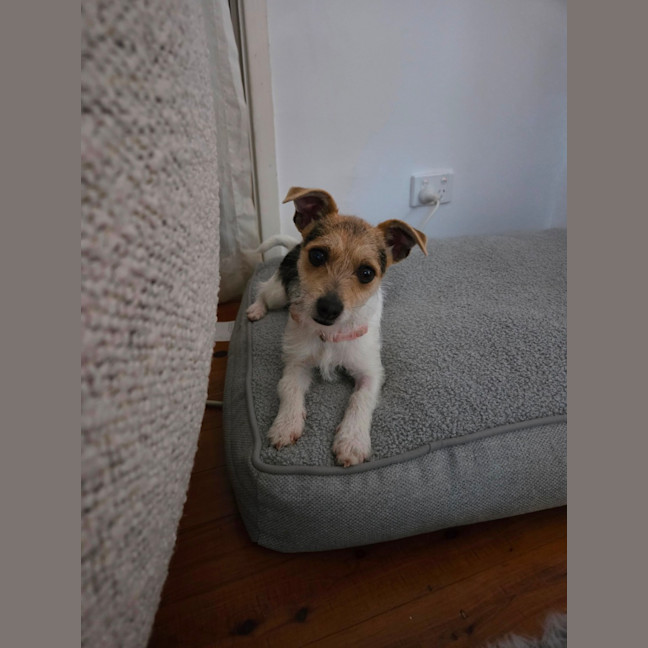Nyla - Small Female Jack Russell Terrier Mix Dog in NSW - PetRescue