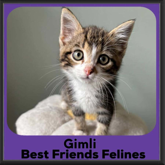 Gimli - Male Domestic Short Hair (DSH) Cat in QLD - PetRescue
