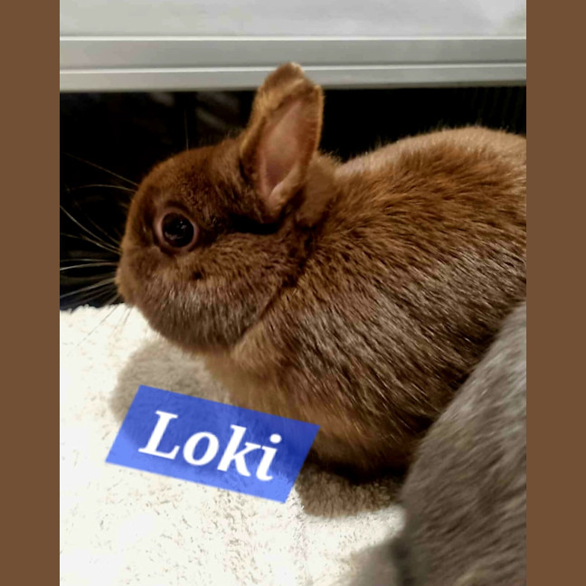 Thor and Loki The Gods of Mischief & Thunder - Male Netherland Dwarf ...