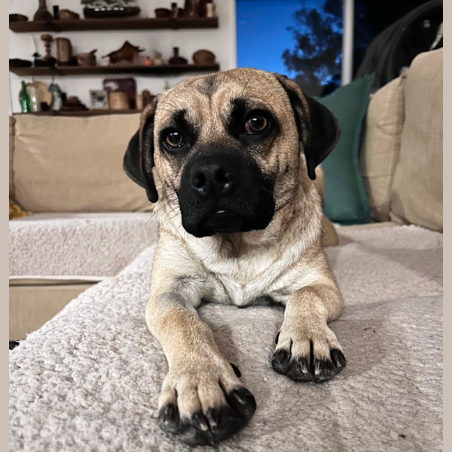 Roddy - Small Male Pug x Labrador Retriever Mix Dog in VIC - PetRescue