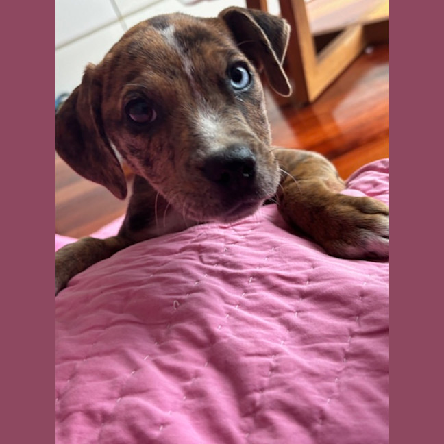Bindi - Medium Female Mixed breed Mix Dog in NSW - PetRescue