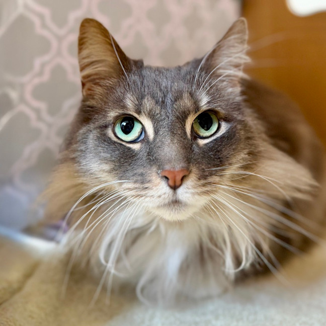 Phil - Male Domestic Medium Hair (DMH) Cat in VIC - PetRescue