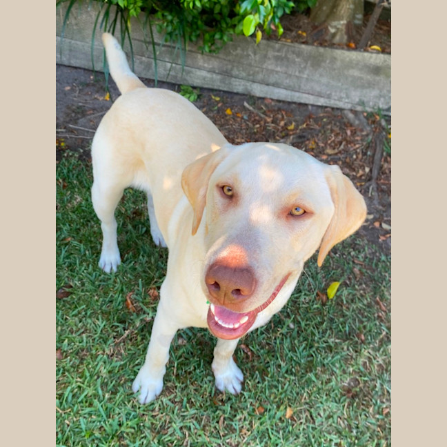 Charlie - Large Male Labrador Retriever Dog in NSW - PetRescue