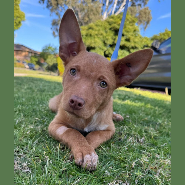 Dingo - Medium Male Australian Kelpie Dog in VIC - PetRescue