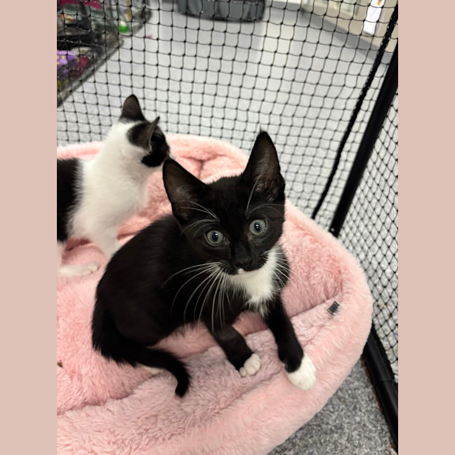 Blitzen - Female Domestic Short Hair Mix Cat in VIC - PetRescue