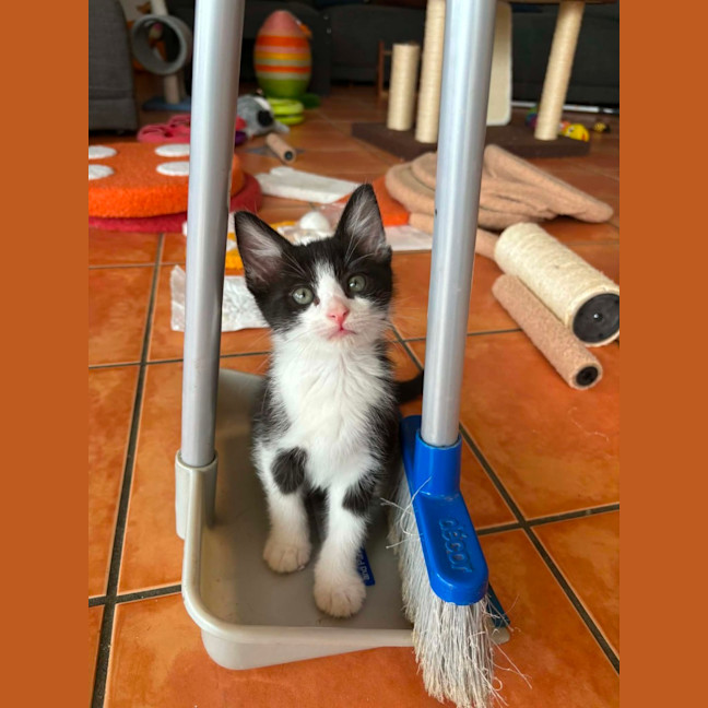 Kaito - Male Domestic Short Hair (DSH) Cat in QLD - PetRescue