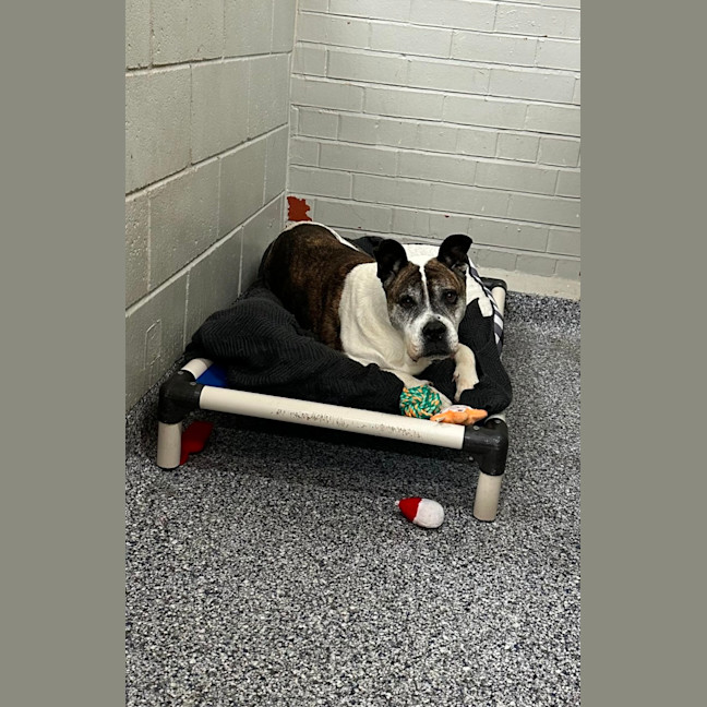 Betty - Medium Female American Staffordshire Terrier Mix Dog in VIC - PetRescue