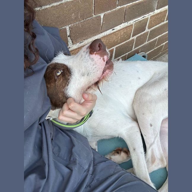 Wolfie - Large Male Wolfhound x Bull Arab Mix Dog in NSW - PetRescue