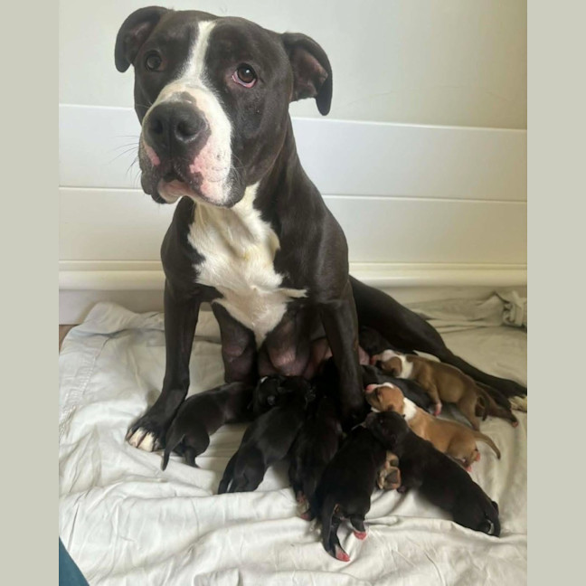 Merricat - Large Female Staffordshire Bull Terrier Mix Dog in VIC ...