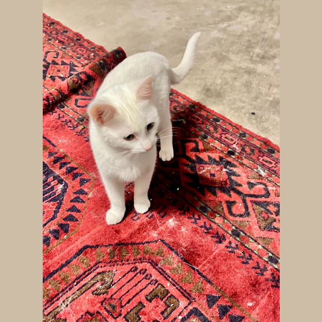 Raptor - Female Domestic Short Hair (DSH) Cat in VIC - PetRescue