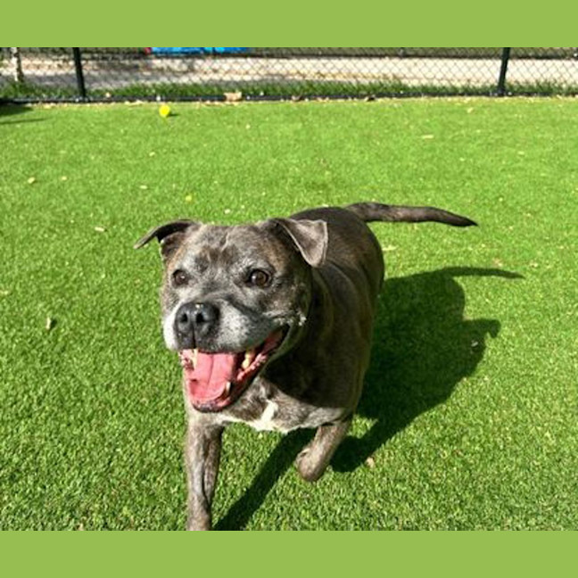 Odie - Medium Male English Staffy Mix Dog in VIC - PetRescue