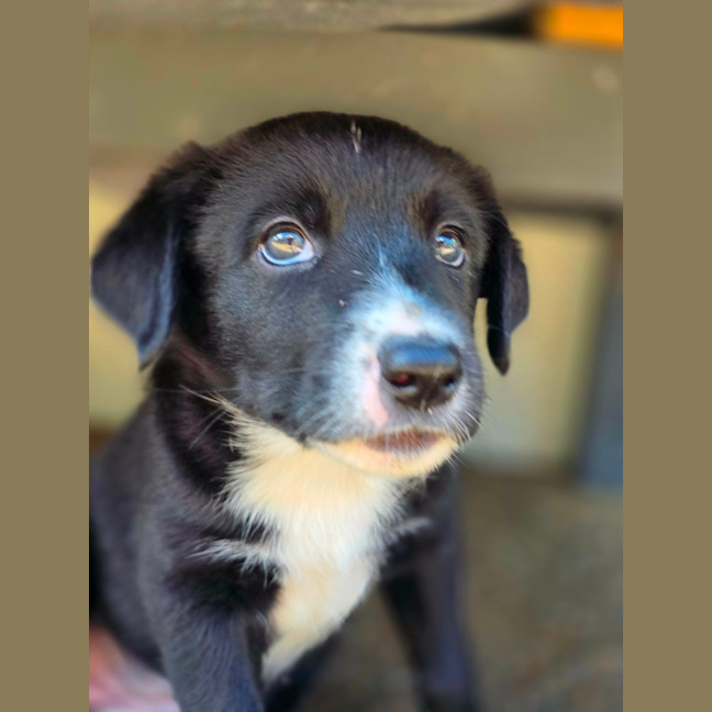 Ava - Medium Female Border Collie Mix Dog in QLD - PetRescue