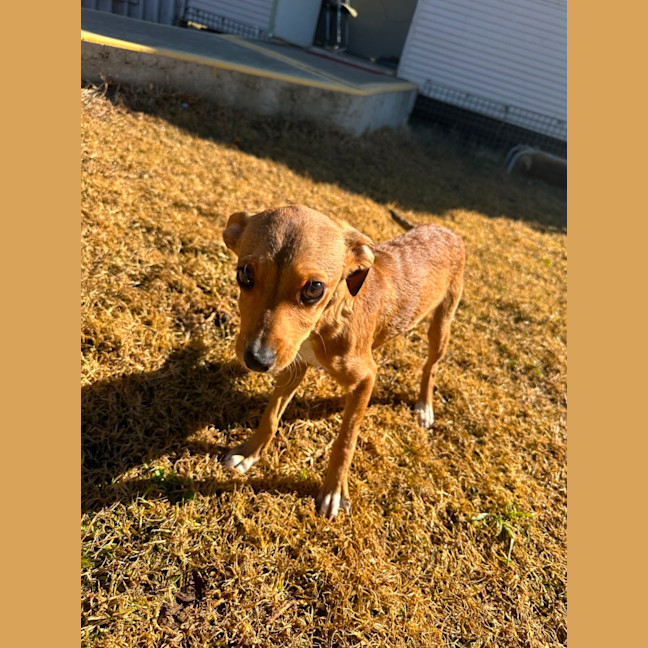 Dobby - Small Female Jack Russell Terrier x Australian Kelpie Mix Dog ...