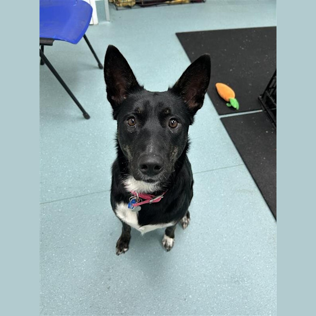 Diva - Medium Female Australian Kelpie Dog in NSW - PetRescue