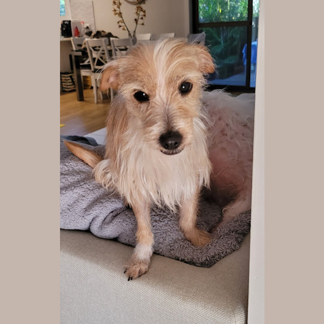Jolene - Small Female Australian Terrier Mix Dog in NSW - PetRescue